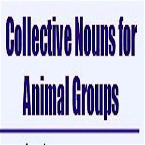 Collective Nouns for Animal Groups Infographic… | Chris The Story ...