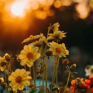 How To Be An Early Morning Writer | Chris The Story Reading Ape's Blog